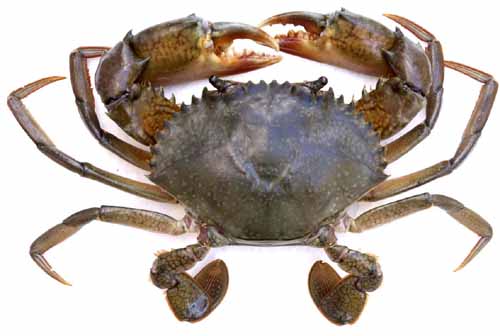 Alimango (Crab) /1kg – The House Of Goodies